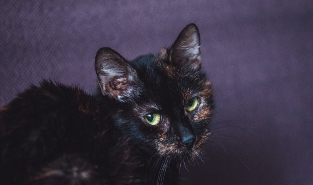 Van Kedisi Özellikleri - Güncel Haberleri