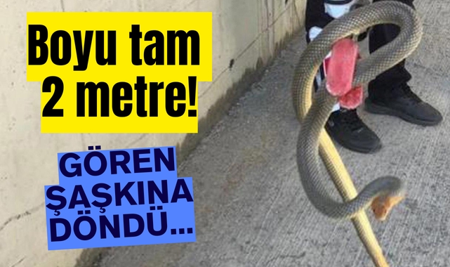 Dev yılan korkuttu! - Gündem - Mavi Kocaeli Gazetesi